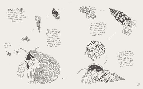 Amazing Facts About Baby Animals | Hopscotch Children's Store